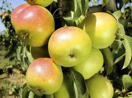 Peras - Distribución Hortofrutícola - Peras